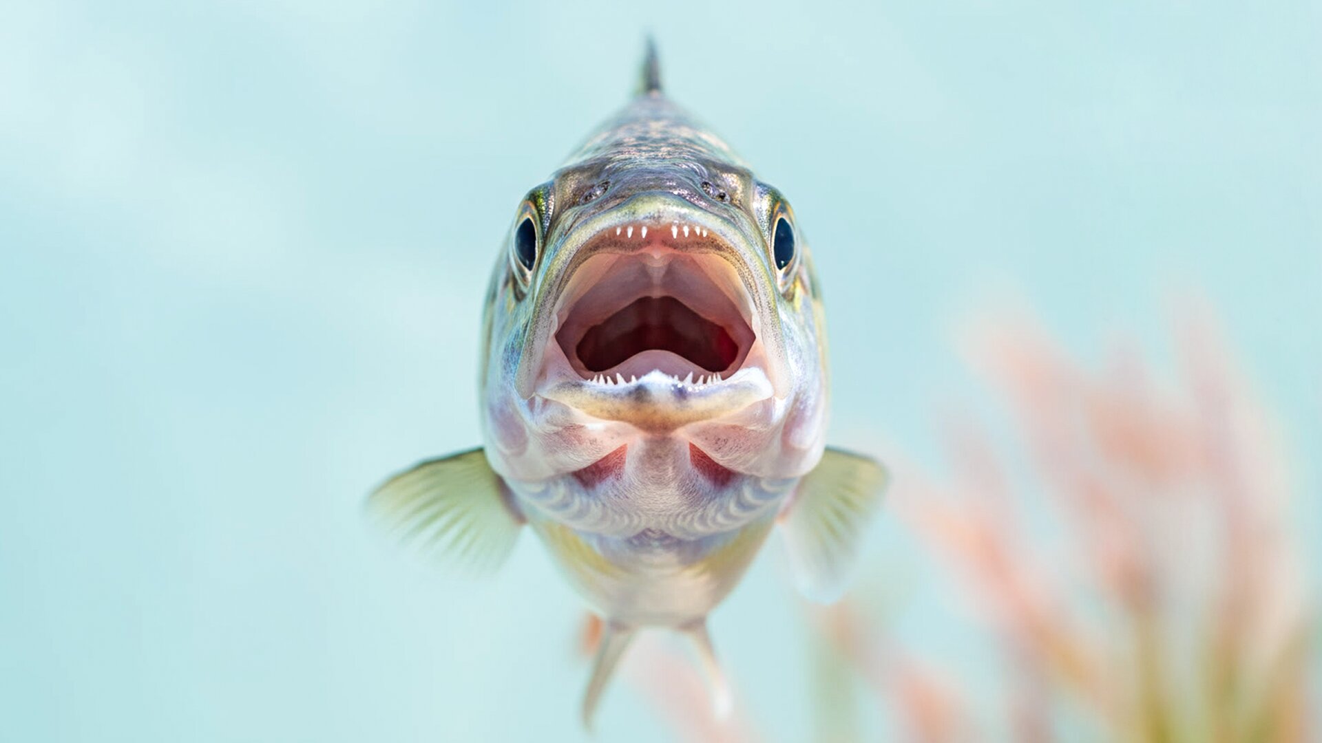 Do Fish Have Tongues? The Surprising Answer | NIKOMU Value Insight
